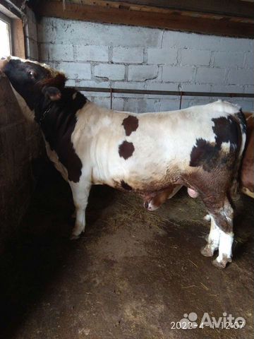 Быки на мясо