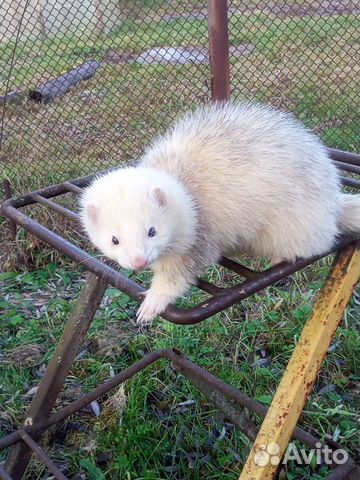 Вязка хорька