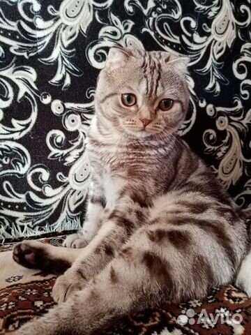 Шотландский вислоухий для спаривания мальчик 1год