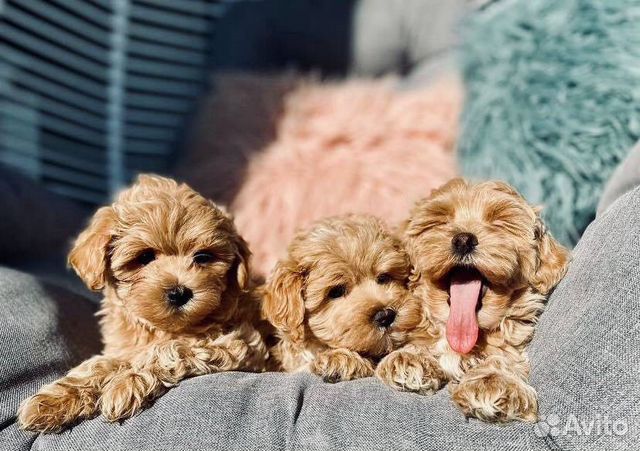 Щенки Мальтипу mini F1