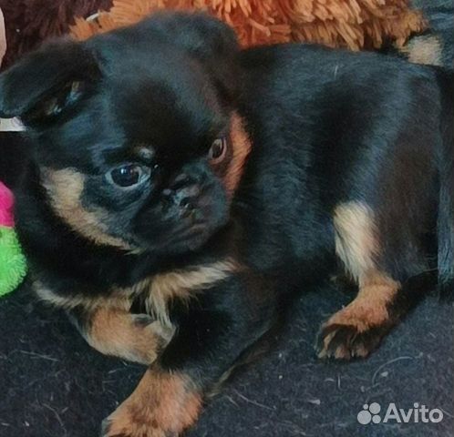 Девочка пти брабансон