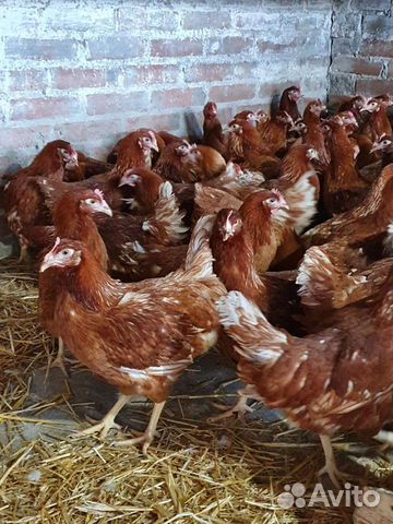 Куры несушки