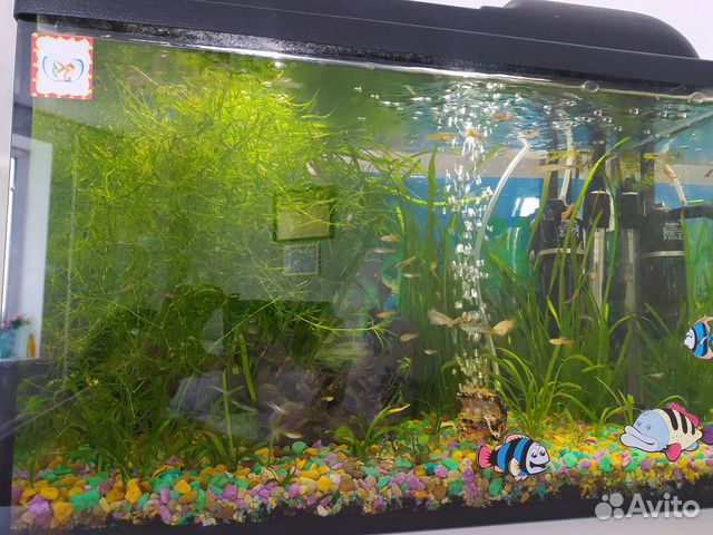 Аквариумные растения