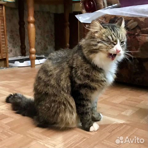 Кошка в дар