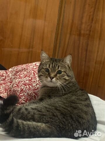 Отдам кота в добрые руки