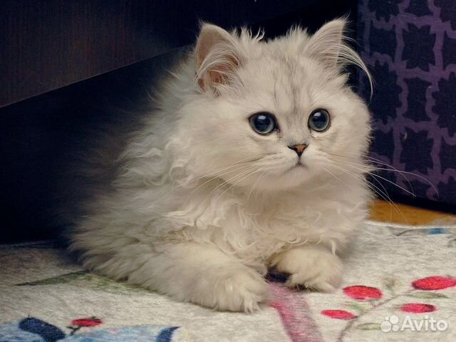 Котик серебристая шиншилла классик