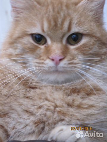 Отдам молоденького котика в Добрые руки