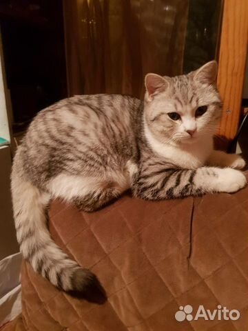 Кошечка ищет кота