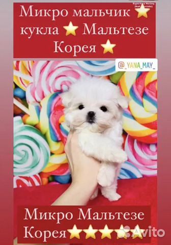 Мальтезе micro Корея