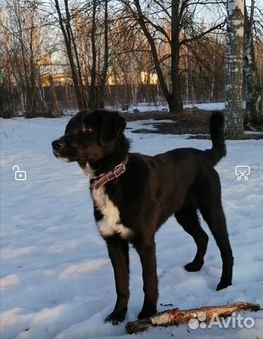 Ищет дом Мальта 8 месяцев