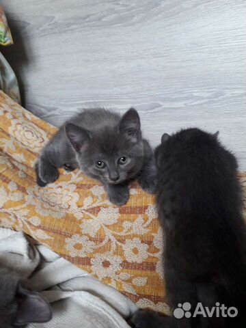 Полубританцы