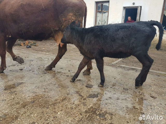 Продам телку