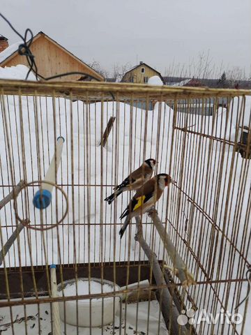 Щеглы певчие