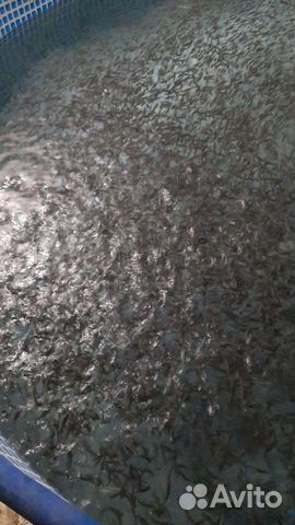 Живая форель малек