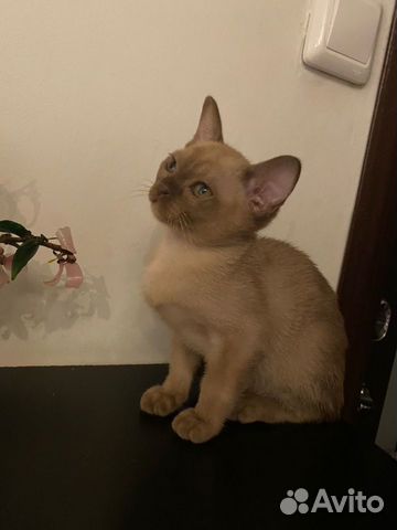 Бурма Шоколад девочка