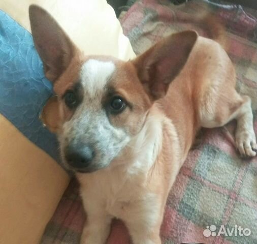 Щенок Варя ищет Дом