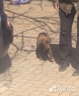 Помогите найти Потерялся щенок