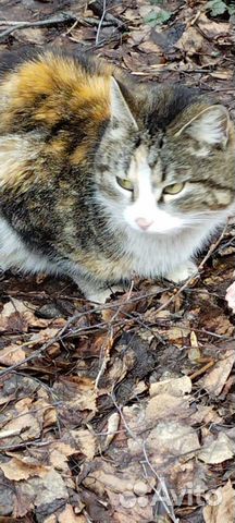 Ищет дом, подкинутая на заброшенный участок кошка