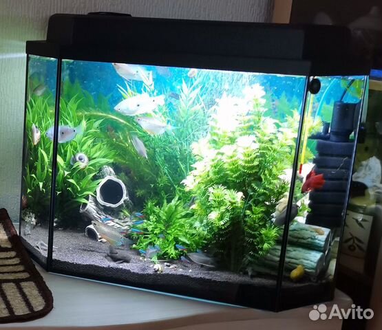 Аквариум