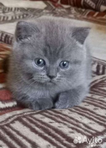 Британская