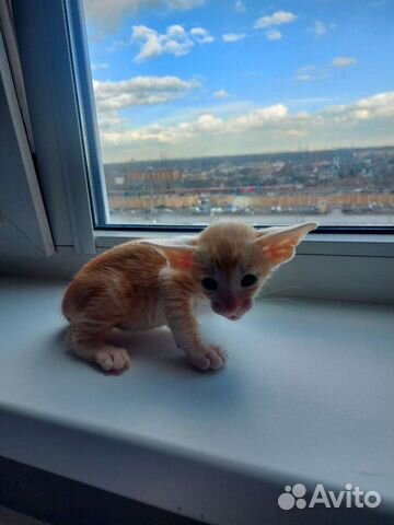 Шикарный крупный ориентальчик