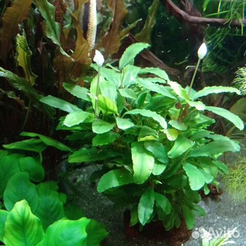 Аквариумные растения