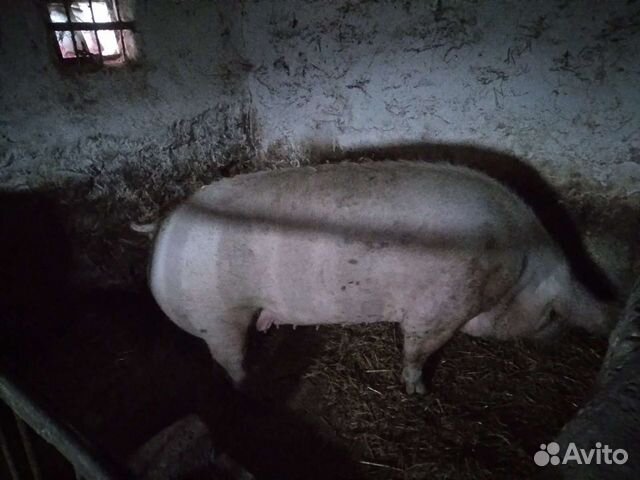Продам свиноматку