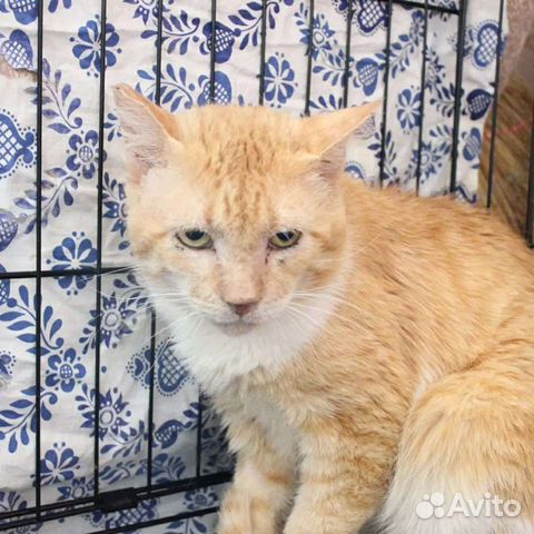 Кот Люк. Безотцовщина. Рыжий интеллигент