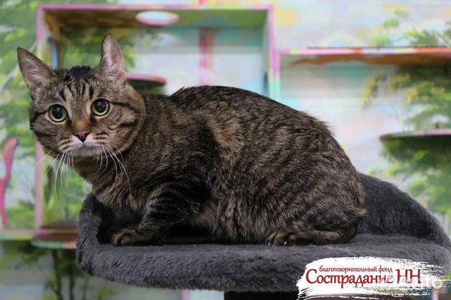 Чудик ищет дом