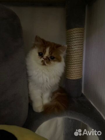 Персидская кошка в добрые руки бесплатно