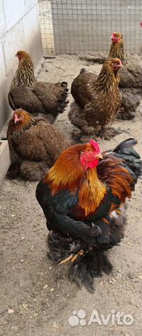 Продается петух породы брама куропатчатая