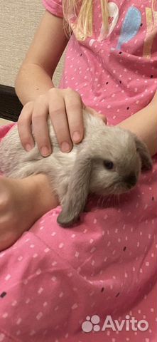 Кролик вислоухий барашек