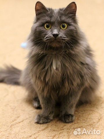 Котик Жуль ищет дом