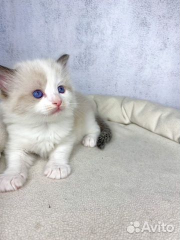 Мальчик Salomon Рэгдолл