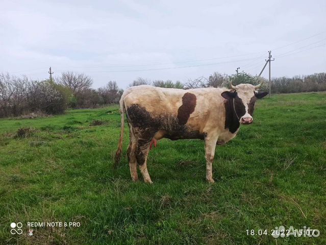Корова первотелка