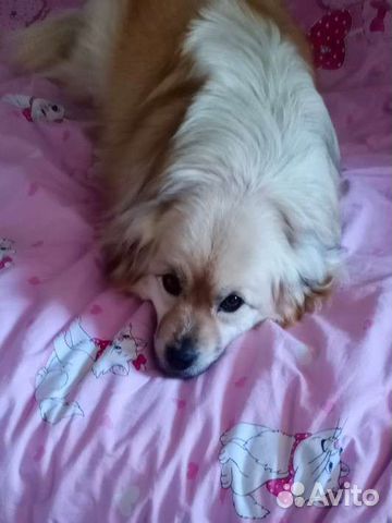 Маленькая собака в добрые руки