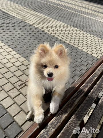 Померанский шпиц