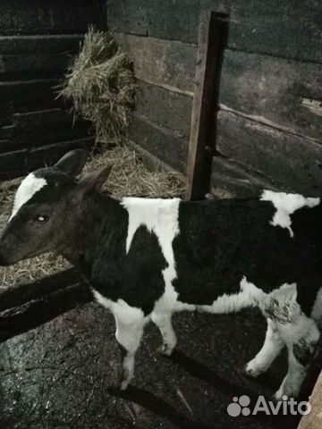 Бычки и быки телки