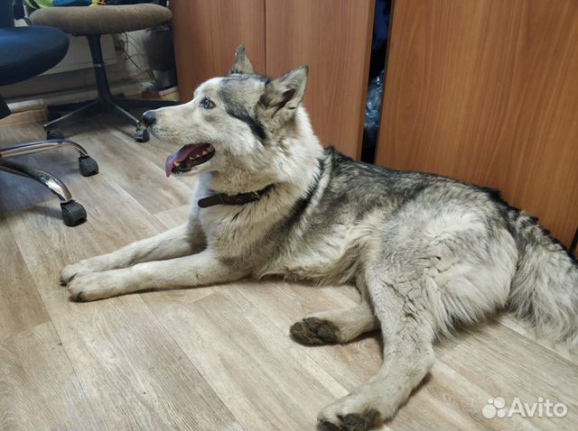Отдам в добрые руки