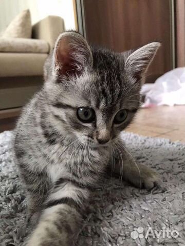 Отдадим котёнка в добрые руки