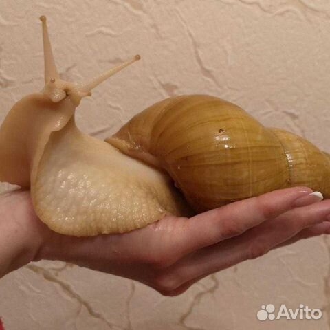 Улитки ахатины бесплатно 2 улитки