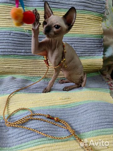 Канадский сфинкс