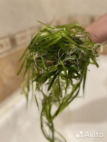 Аквариумные растения прополка