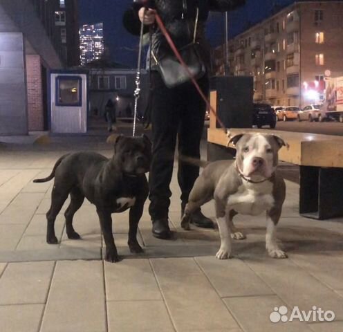 Лиловый подросток булли дорого или на условиях