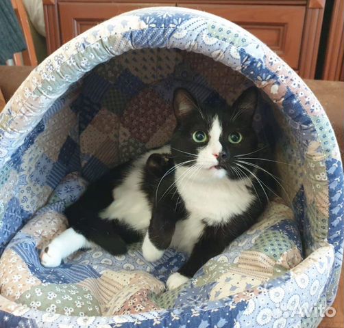 Многоликий кот Сильвер