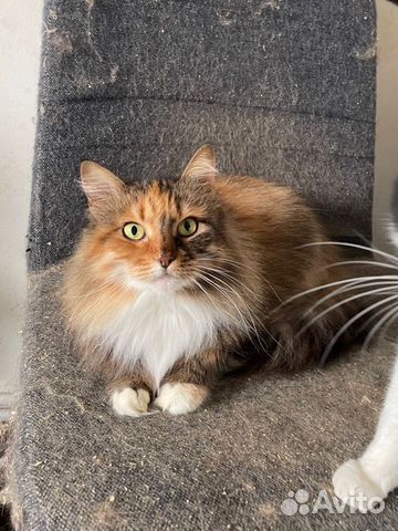 Красотка Марго ищет дом