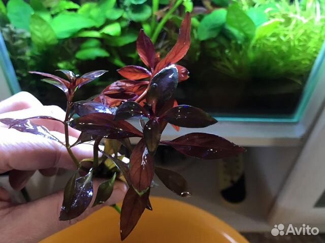 Растения в аквариум (прополка)