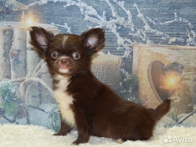 Чишка мальчишка