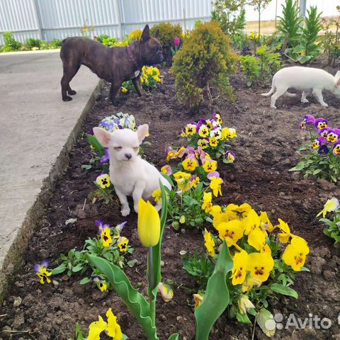 Щенки чихуахуа