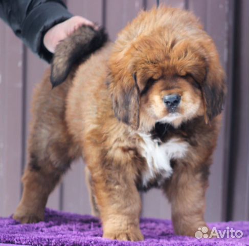 Тибетский мастиф